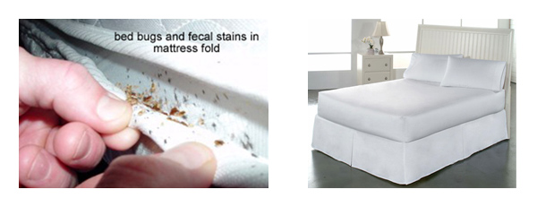 Cimici del letto | Bioallergen